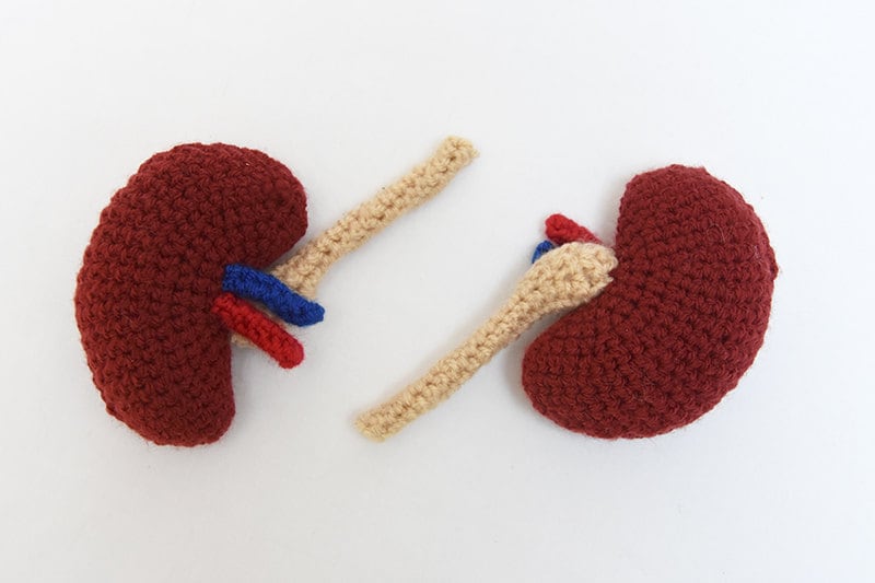 Kidneys Crochet Pattern, Kidney Crochet Pattern, Kidney Amigurumi ...