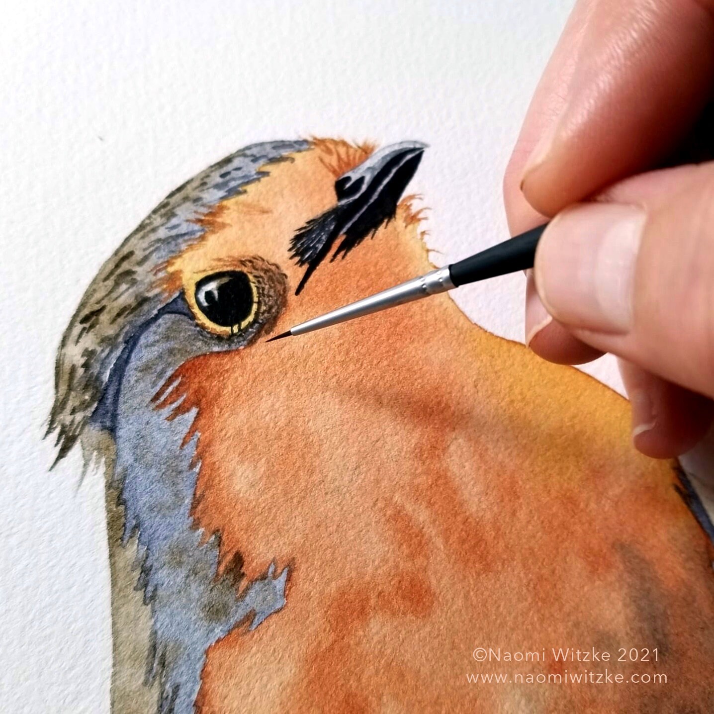 Cute European Robin Watercolor Art Print Fine Art Print - Etsy España