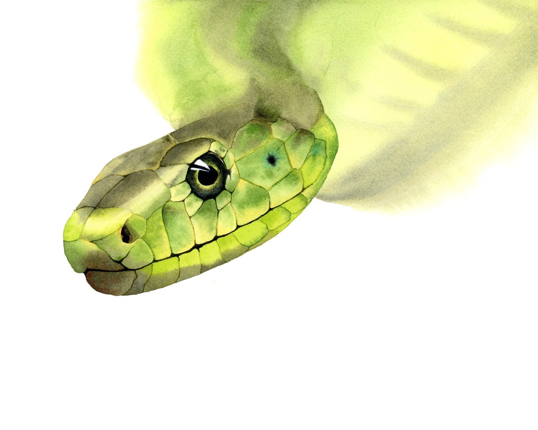 Green Mamba Art Print: Reptile Watercolor Painting - Etsy
