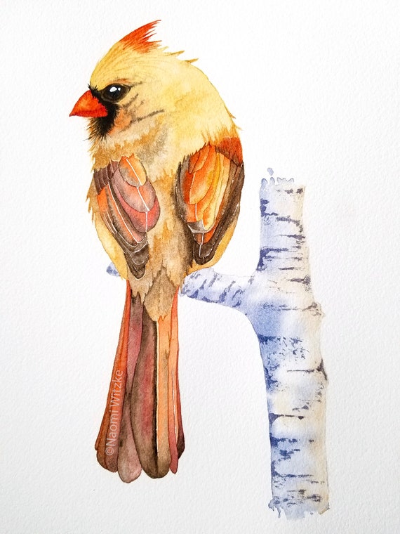 Female Cardinal Drawing