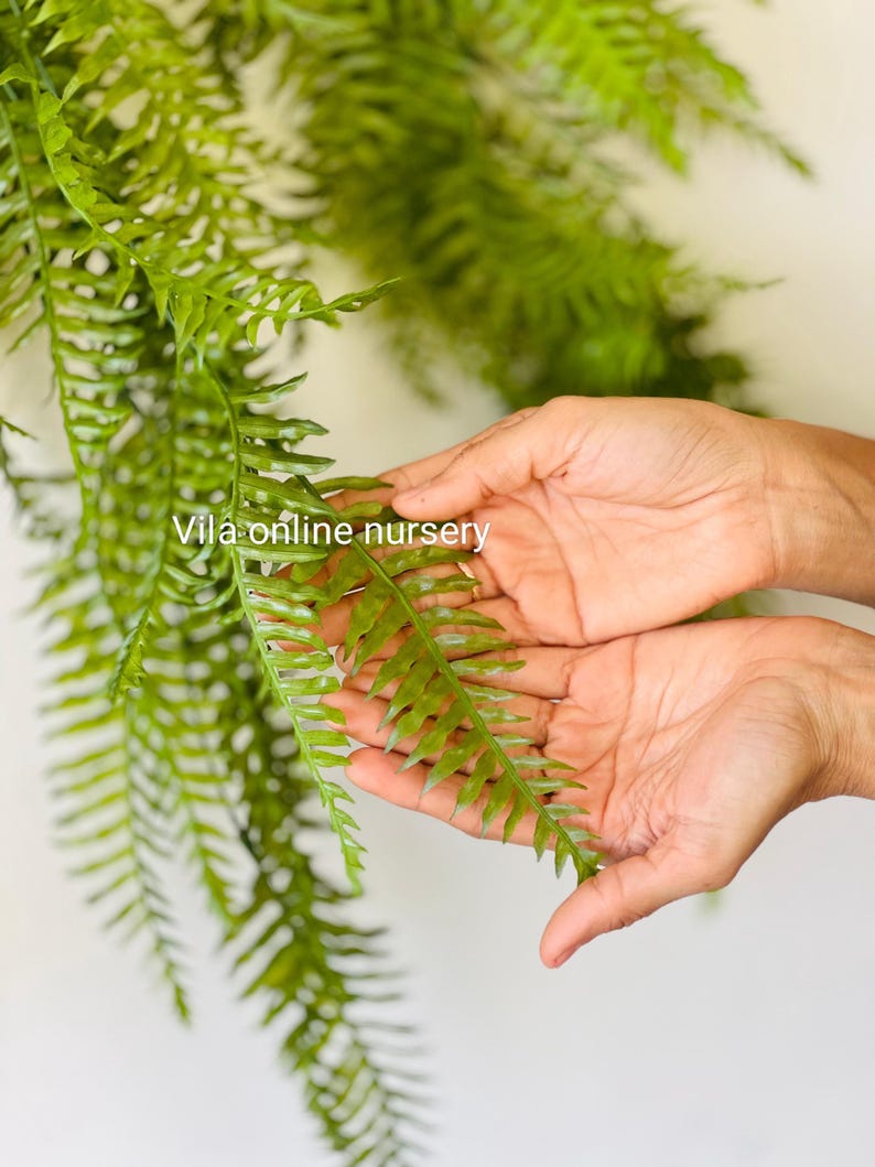 Artificial Hanging Fern Plant: Realistic Greenery for Balcony Wall ...