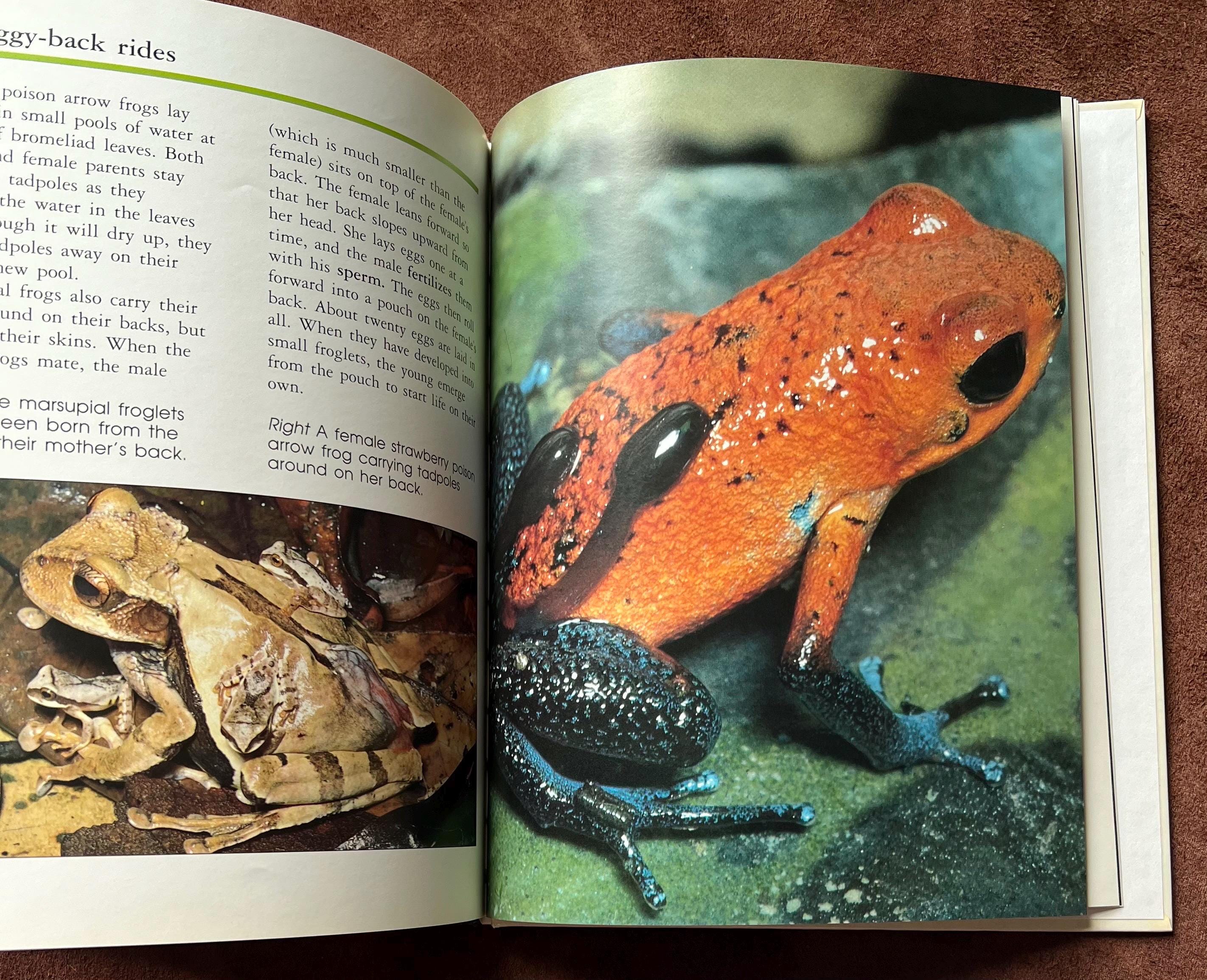 Weird and Wonderful FROGS & TOADS - 90s Hard Cover Nature Book - Etsy