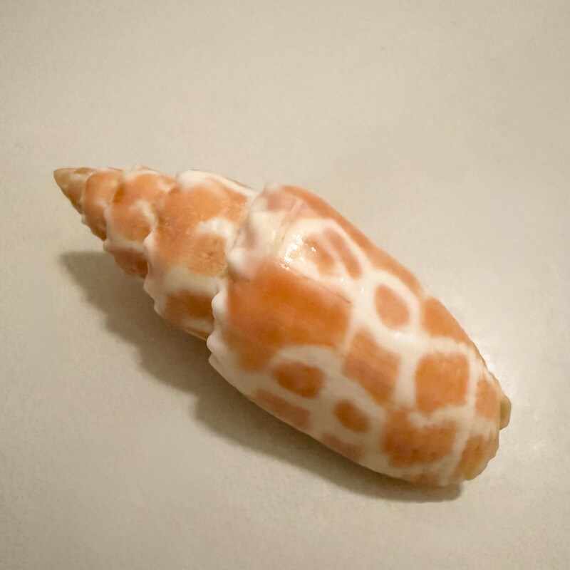 Sunrise Shell - Etsy