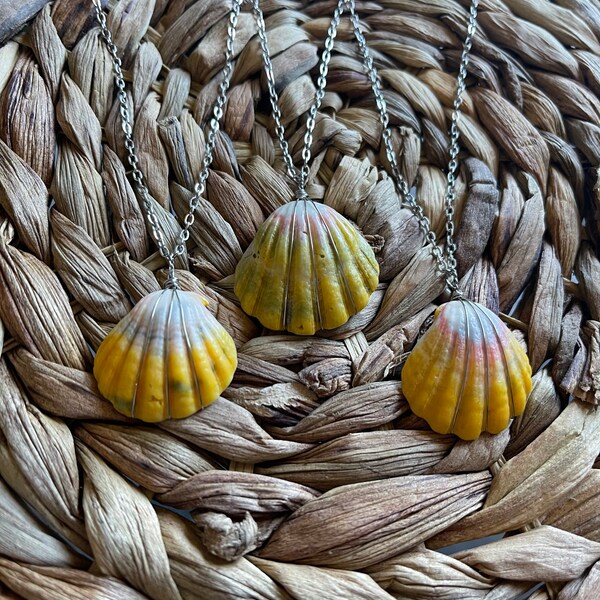 Sunrise Shell - Etsy
