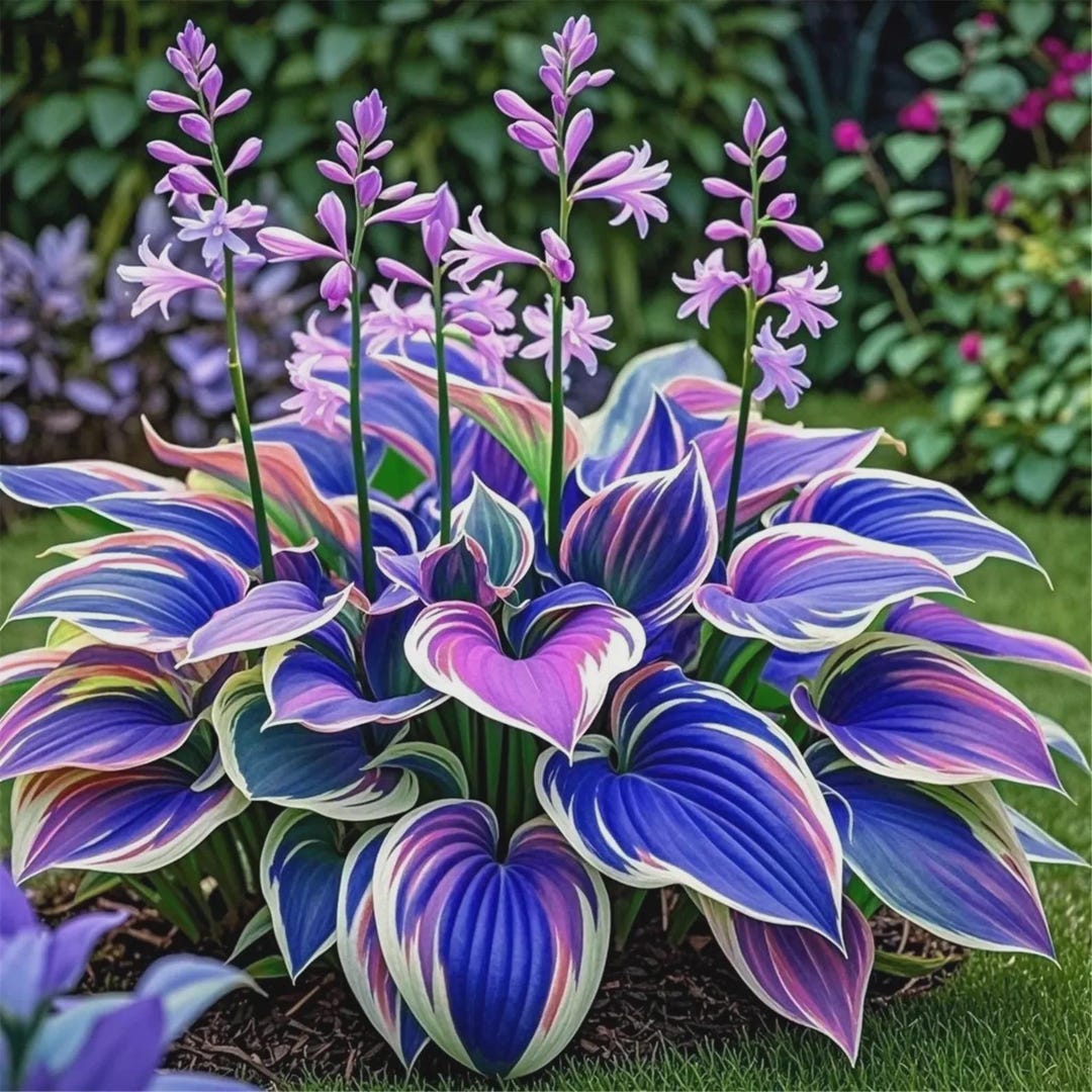 Rainbow Coleus Type Hosta Seeds – Perennial - Etsy