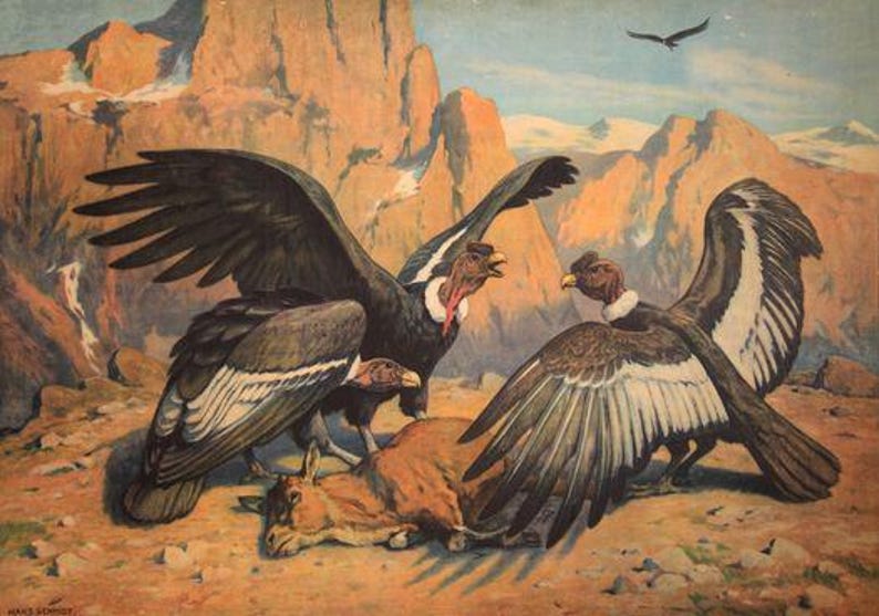 19th Century Illustration of Condors A5 Greeting Card - Etsy