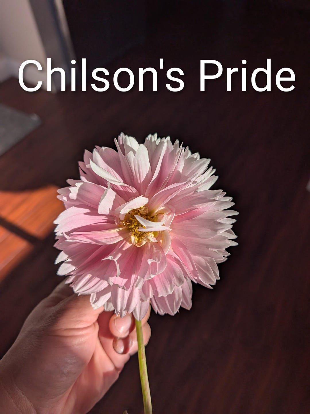 Chilson's Pride Dahlia Tubers - Etsy