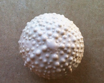 Beach House Cupboard Knobs Drawer Knobs Cabinet Knobs Dresser Knobs Decorative Knobs Kitchen ...