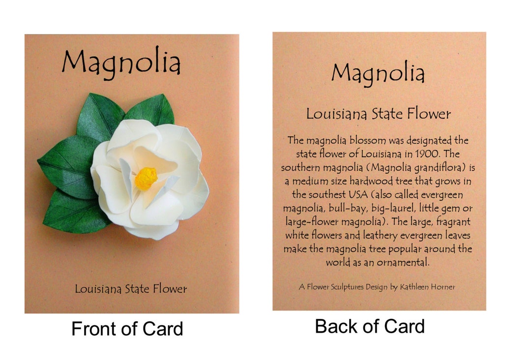 Louisiana State Flower - Magnolia, State Flowers, Magnolia, Magnolia ...