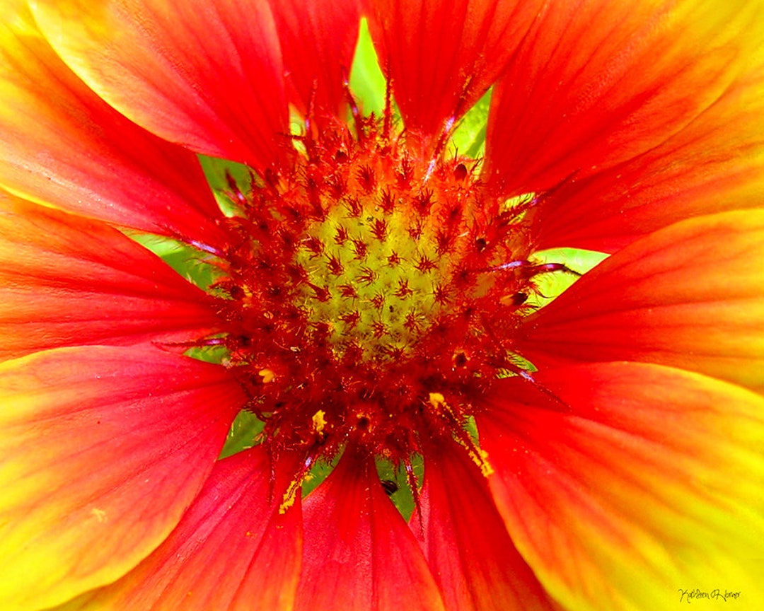 Sundance Flower Photo - Etsy