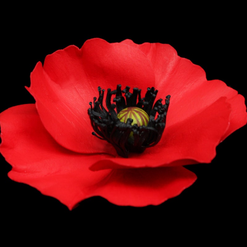 Poppies Clip Art - Etsy