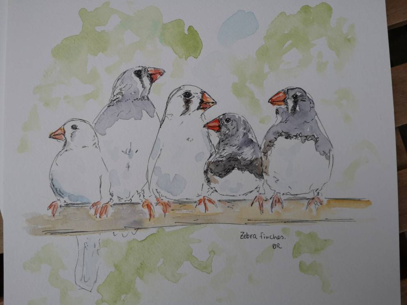 Zebra Finch Art Original Watercolour Illustration Painting - Etsy