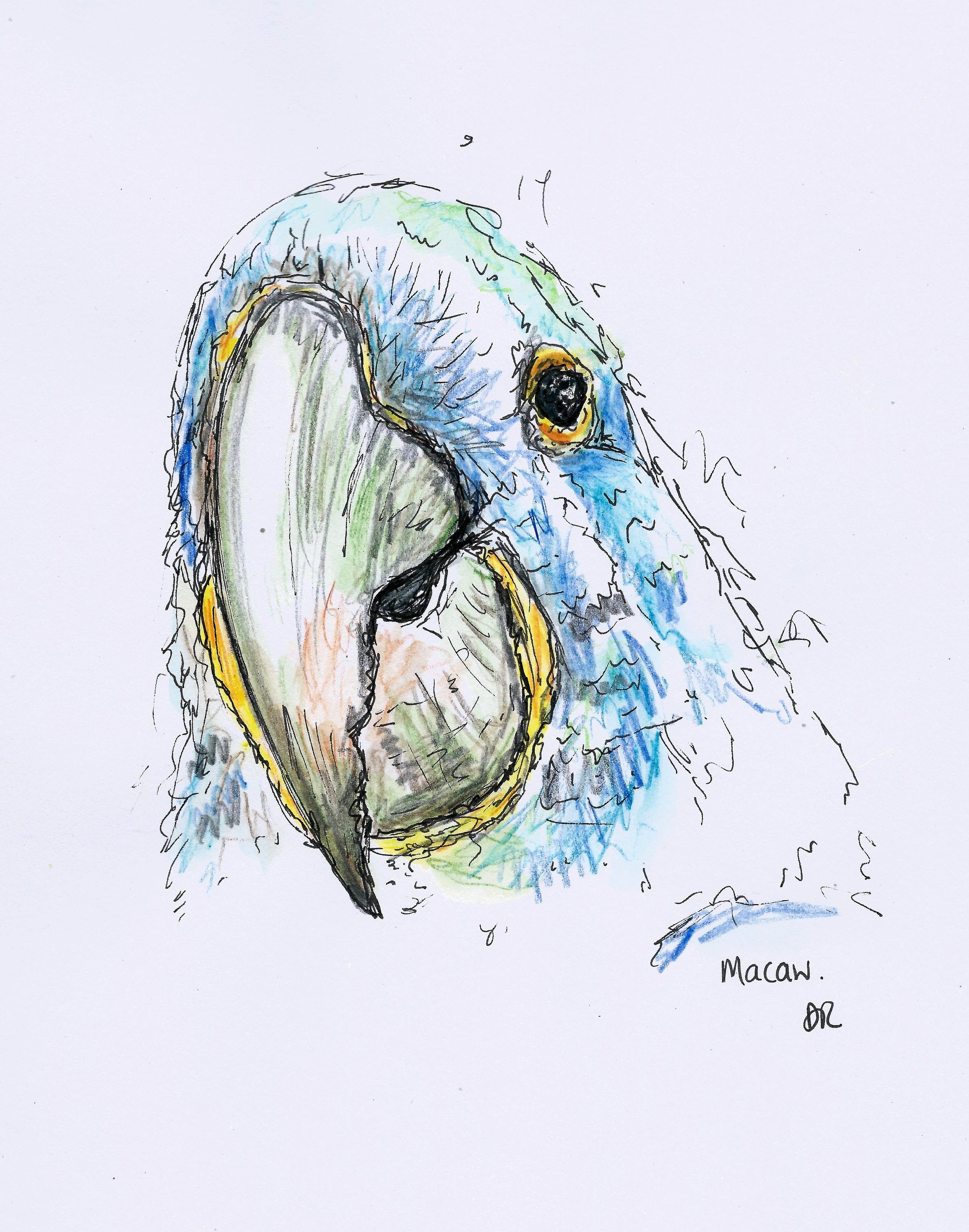 Macaw Drawing