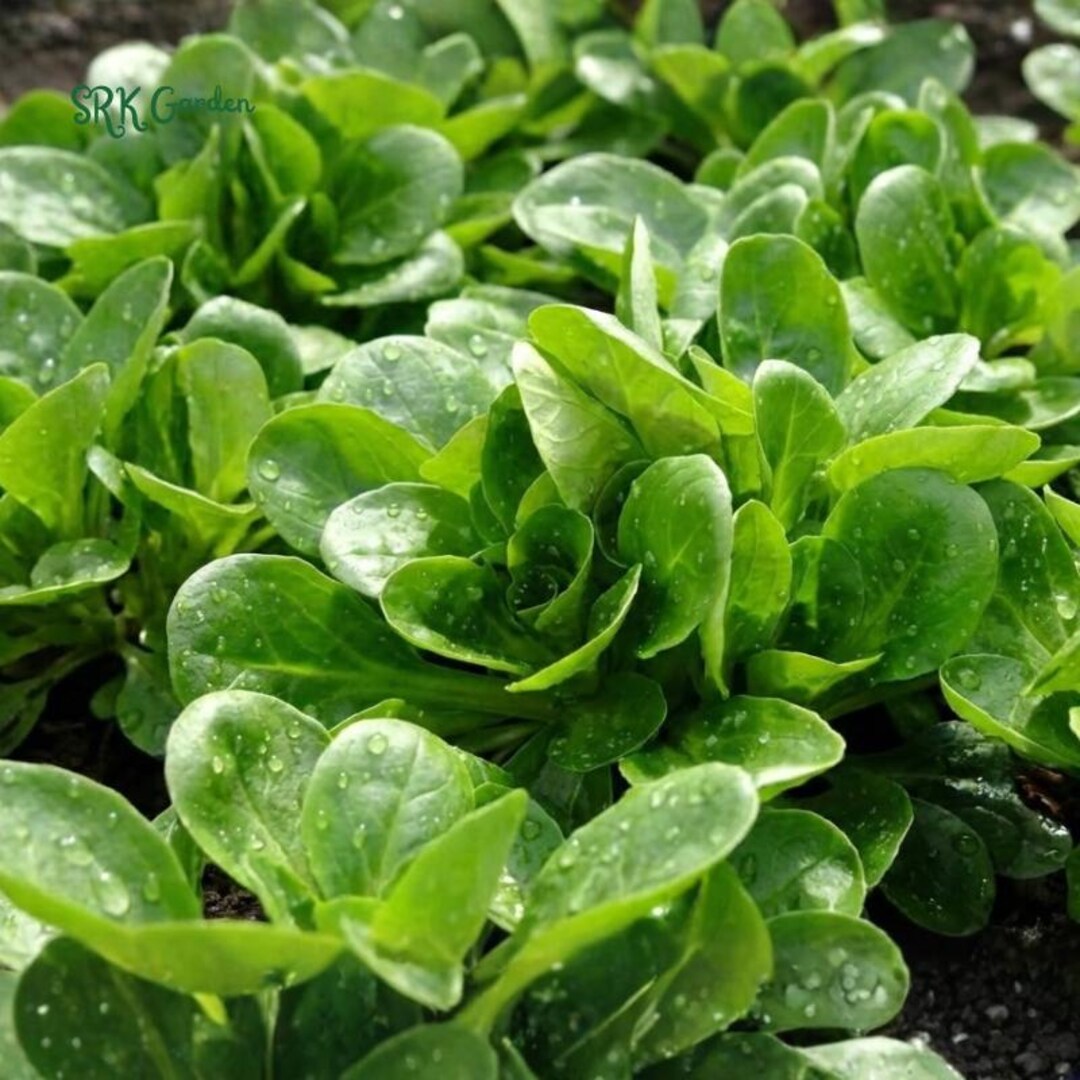 Dutch Corn Salad Seeds | 200 Seeds - Etsy