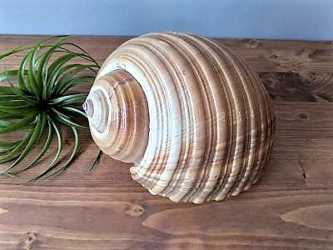 Large Sea Shell, Tonna Sea Shell, Tan Sea Shell , Sea Shell Terrarium ...