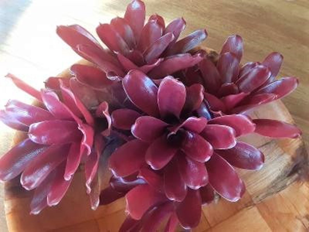 10 Neo Fireball Plants - Air Plant - Bulk Air Plants - Bromiliad ...