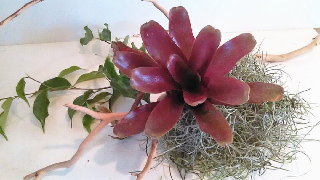 Neo Fireball Plants - Air Plant - Bromiliad - Outdoors and Garden ...