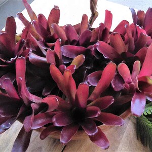 10 Neo Fireball Plants - Air Plant - Bulk Air Plants - Bromiliad ...