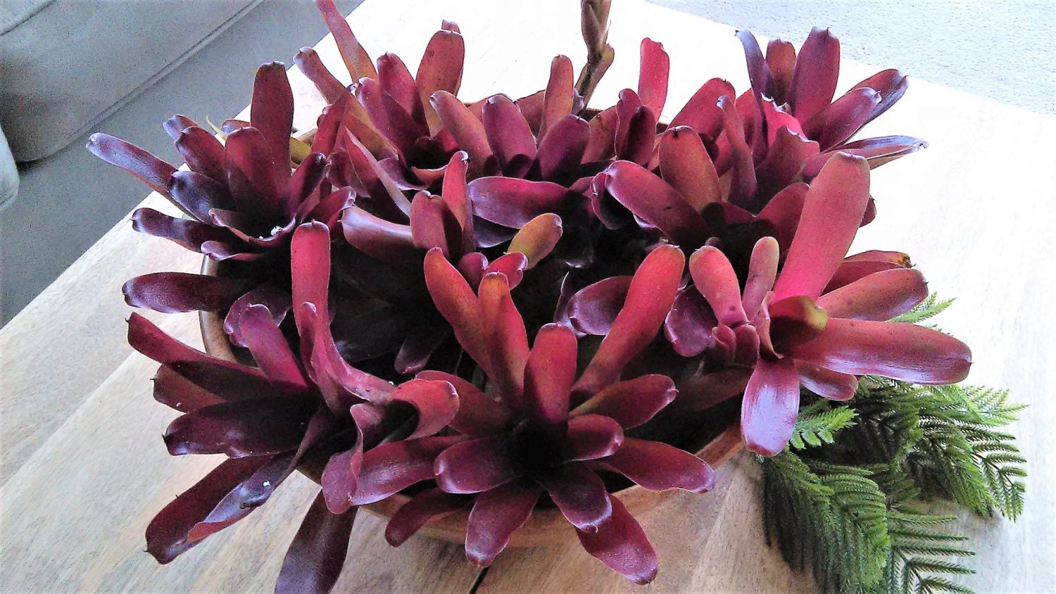 Neo Fireball Plants - Air Plant - Bromiliad - Outdoors and Garden ...