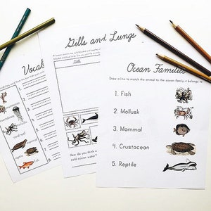 Ocean Unit Study-digital DOWNLOAD - Etsy