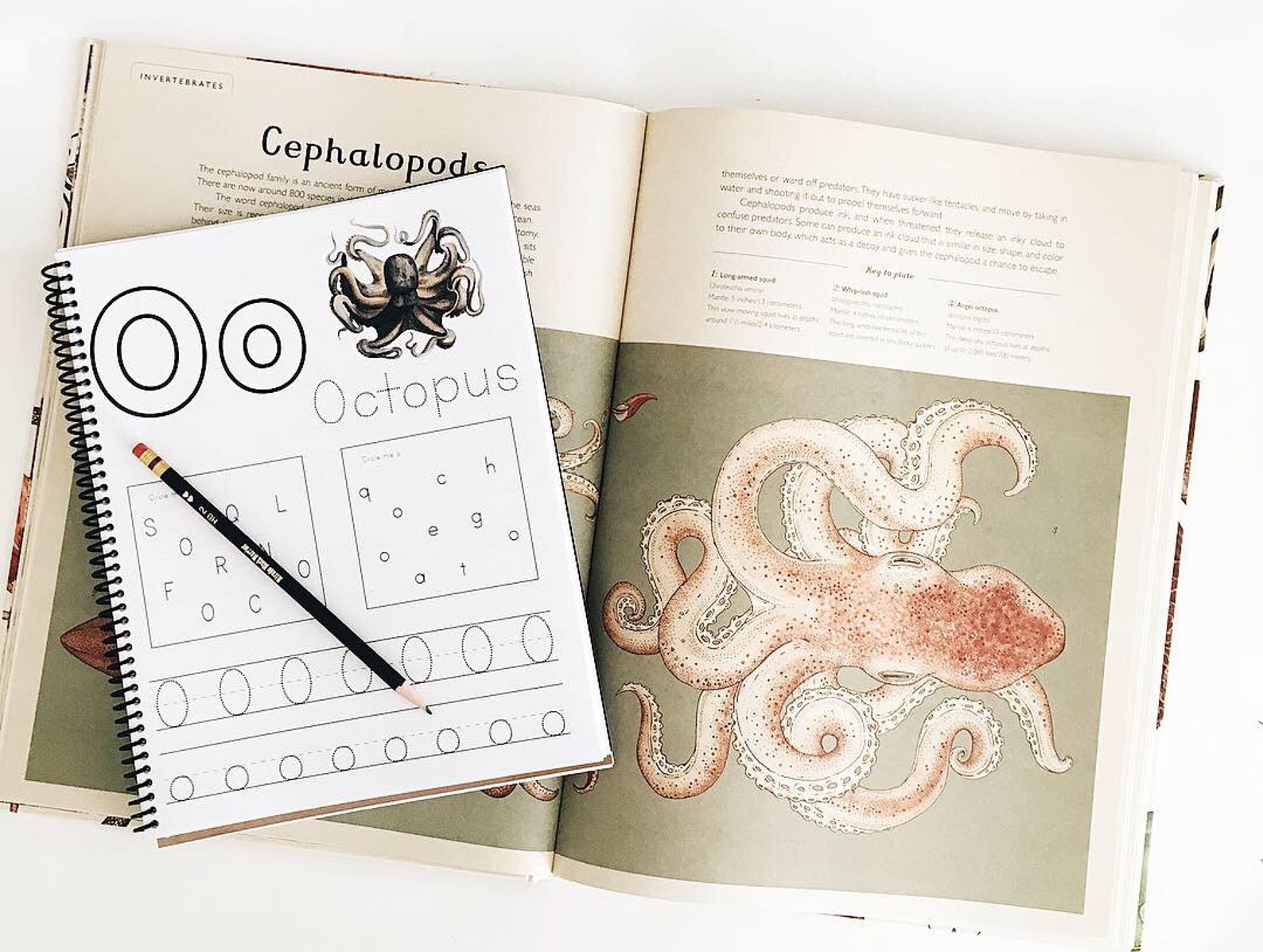 Preschool Printable Bundle-digital DOWNLOAD - Etsy