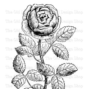 Tea Rose Clip Art Flower Illustration Commercial Use Digital | Etsy