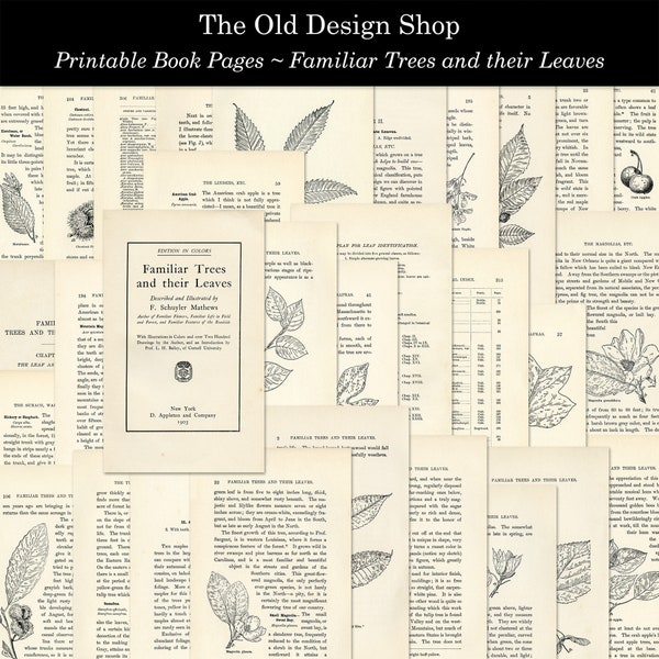 Vintage Book Pages - Etsy