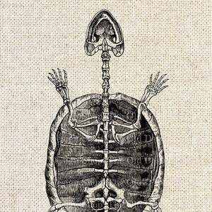 Turtle Skeleton Clipart for Cardmaking Junk Journals Ink Saver ...