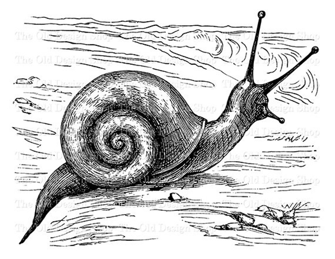 Snail Clipart for Cardmaking Junk Journals Printable Vintage Snail ...