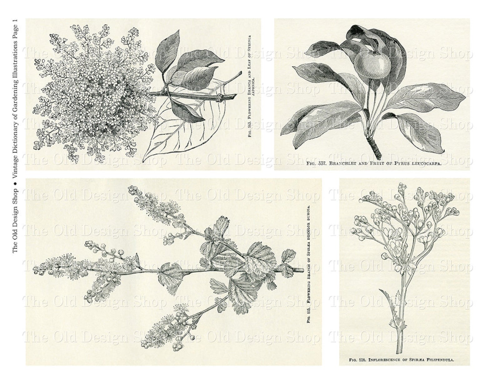 Botanical Clip Art Dictionary of Gardening Printable Vintage Garden ...