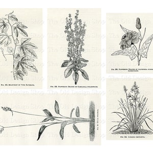 Botanical Clip Art Dictionary of Gardening Printable Vintage Garden ...