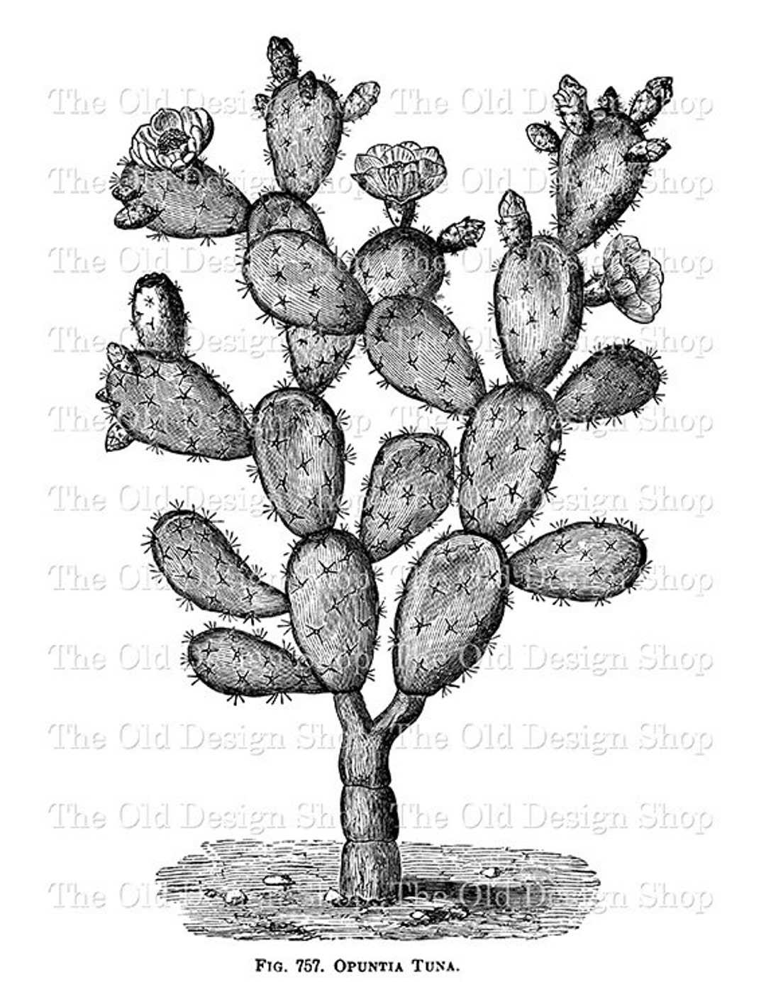 Flowering Cactus Clipart Botanical Illustration Full Commercial Use ...