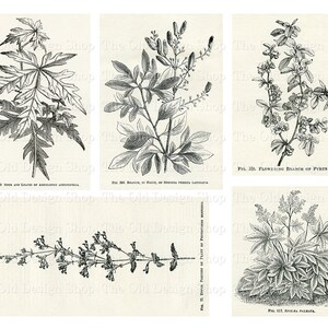 Botanical Clip Art Dictionary of Gardening Printable Vintage Garden ...