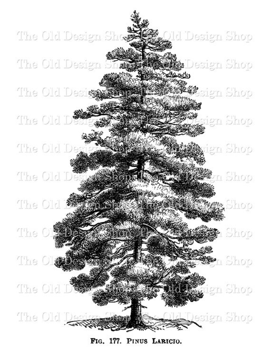 White Pine Tree Clipart Black And White