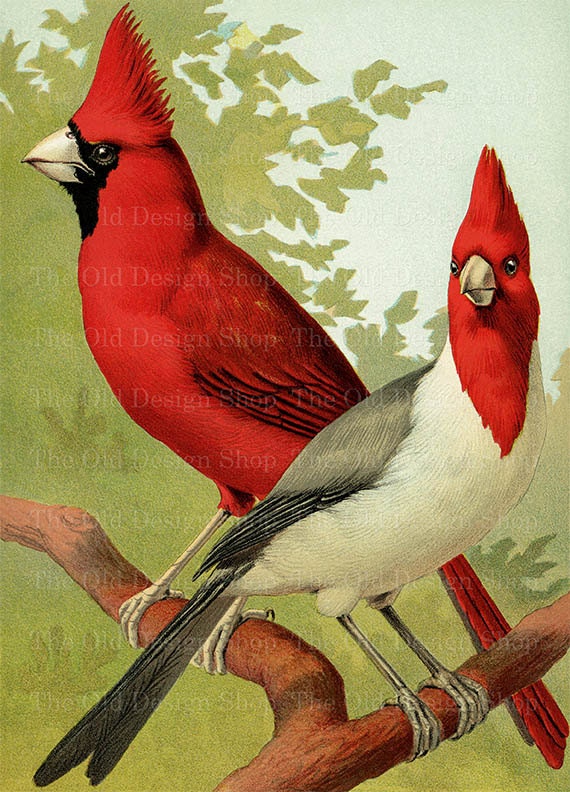 Vintage Cardinal Illustration