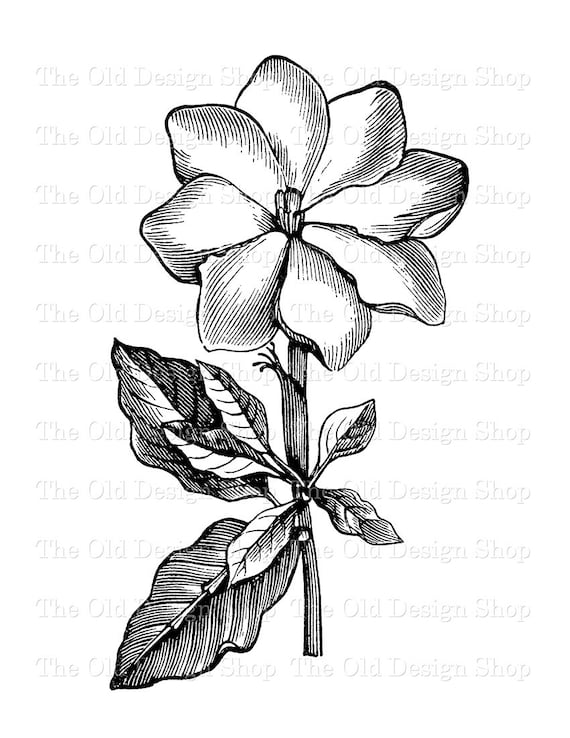 Gardenia Drawing Simple