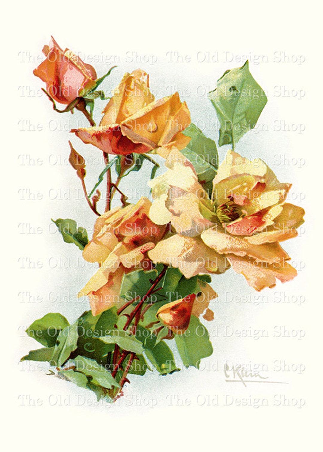 Yellow Peach Roses by Catherine Klein Vintage Flowers - Etsy