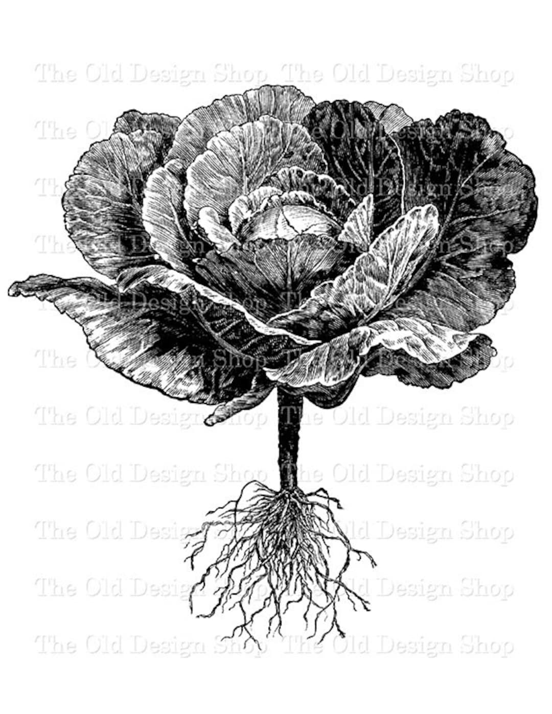 Cabbage Clip Art Vegetable Garden Botanical Illustration Commercial Use ...