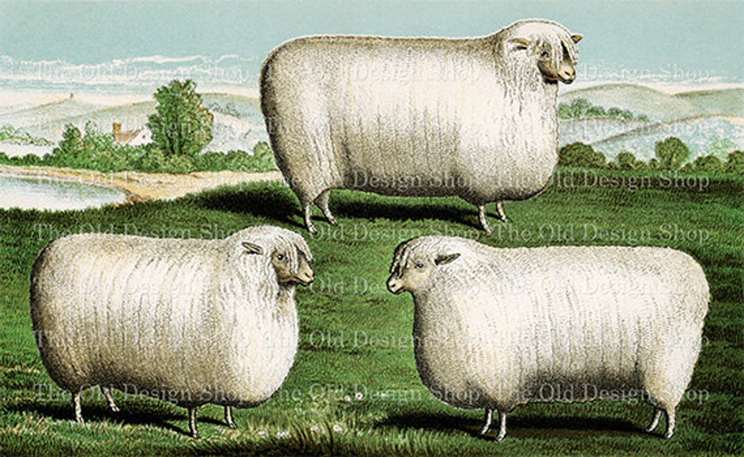 Cotswold Sheep Clip Art Printable Vintage Farm Animal Illustration ...