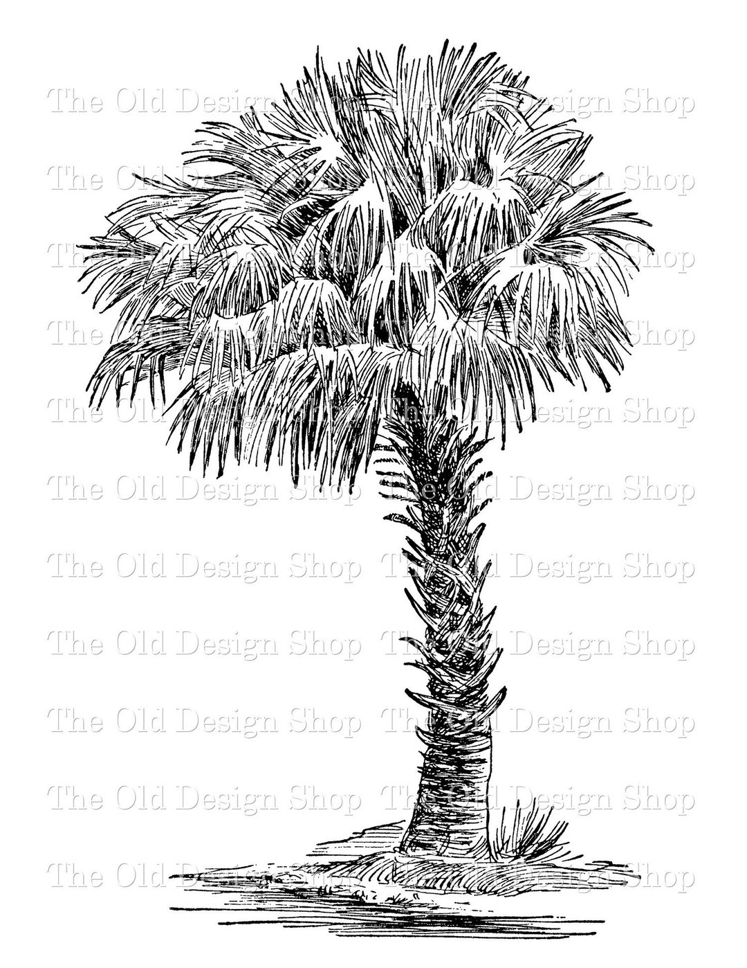 Cabbage Palmetto Tree Clip Art Botanical Palm Tree Illustration ...