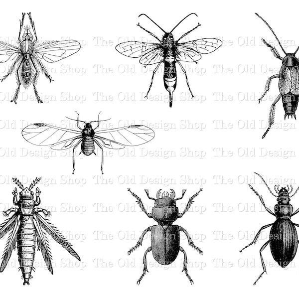 Bug Clip Art - Etsy