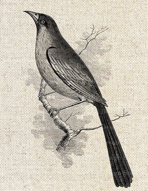 Vintage Mockingbird Illustration