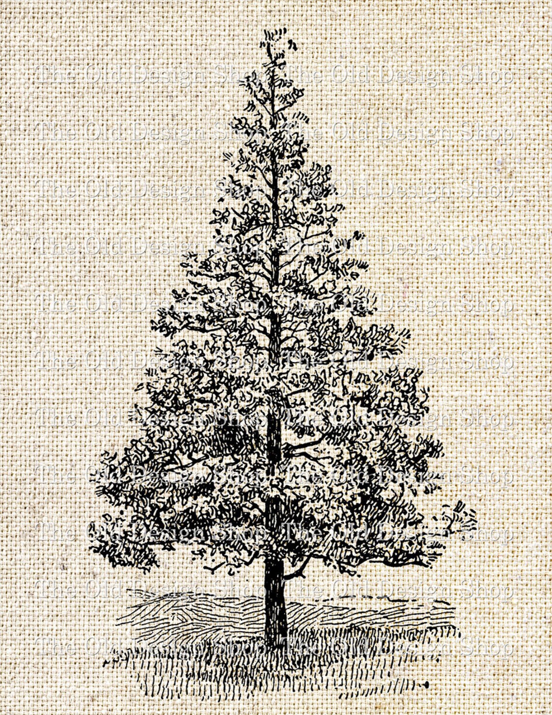 Evergreen Tree Clip Art Botanical Illustration Commercial Use Digital ...