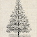 Evergreen Tree Clip Art Botanical Illustration Commercial Use Digital ...