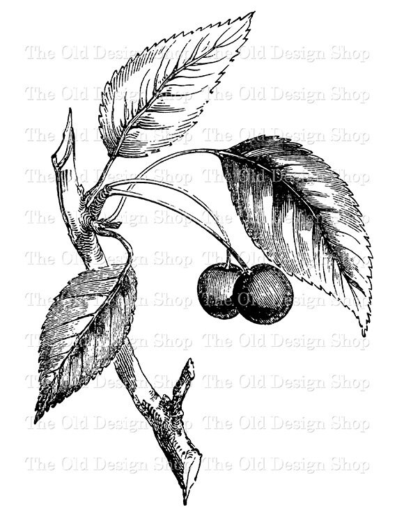 Cherry Leaf Drawing