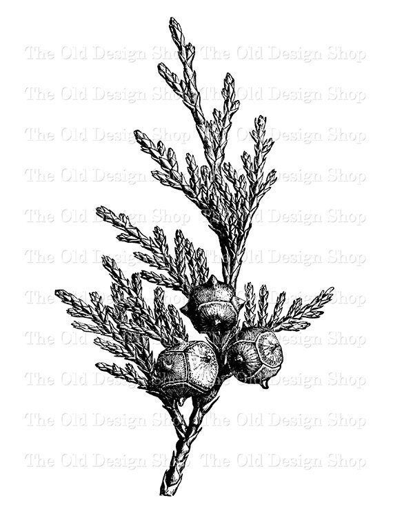 Cedar Tree Leaves Clip Art