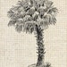 Cabbage Palmetto Tree Clip Art Botanical Palm Tree Illustration ...