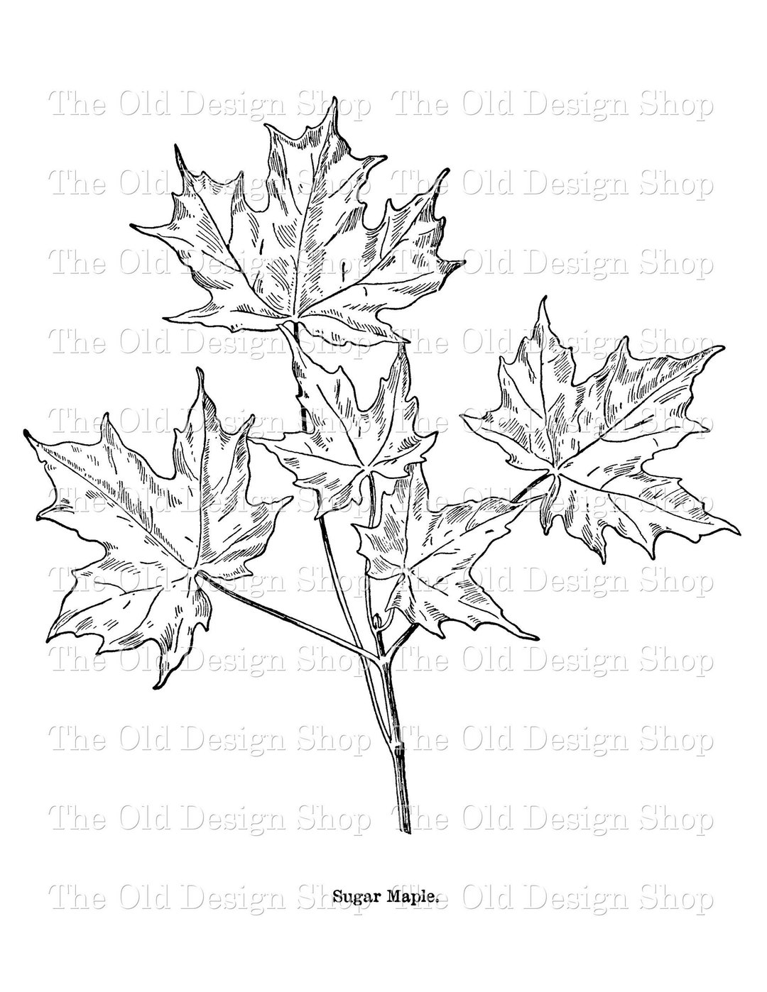 Sugar Maple Leaf Clipart for Cardmaking Junk Journals Ink Saver Vintage ...