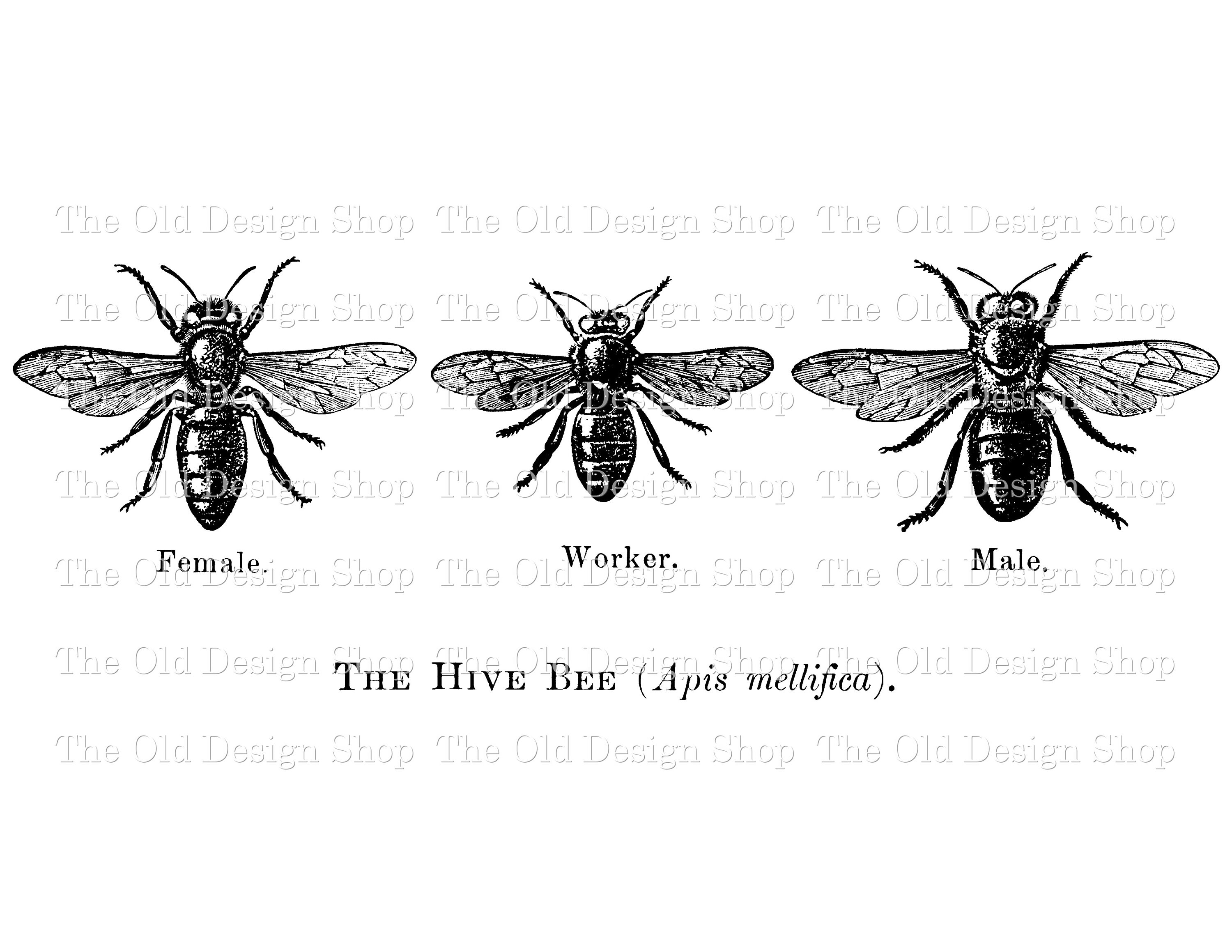 Worker Bee Clip Art