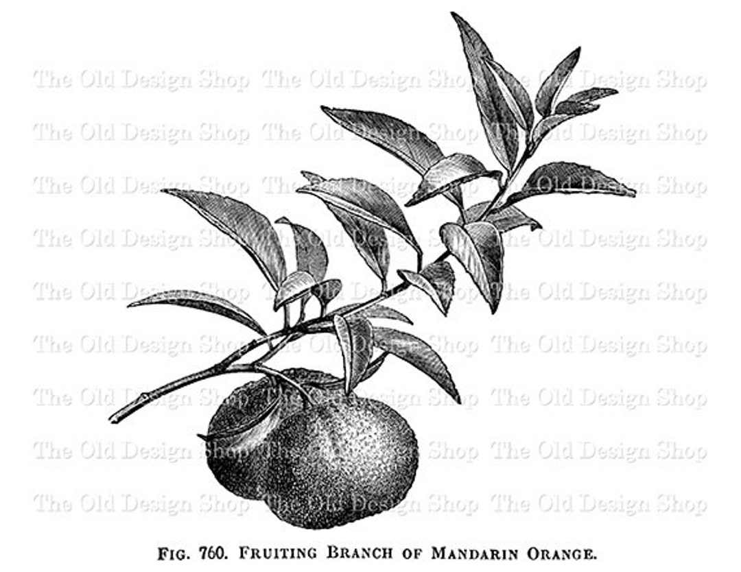 Orange Branch Clipart for Cardmaking Junk Journals Ink Saver Vintage ...